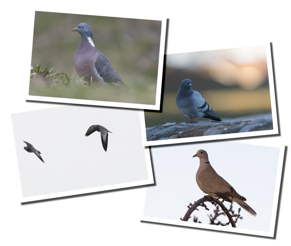 Columbiformes - Arnes fotoside